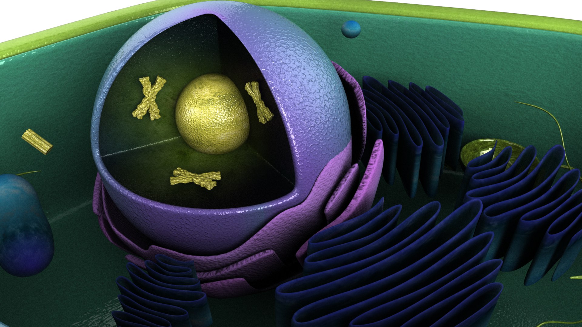 Plant Cell 3d Model