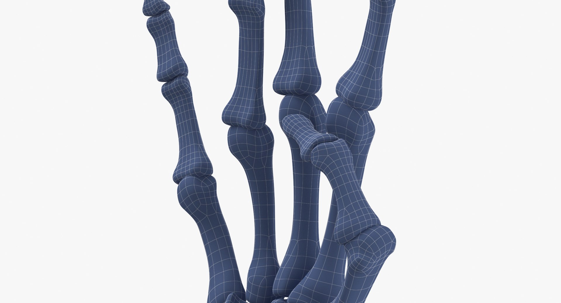 3D Human Hand Bones West - TurboSquid 1612143