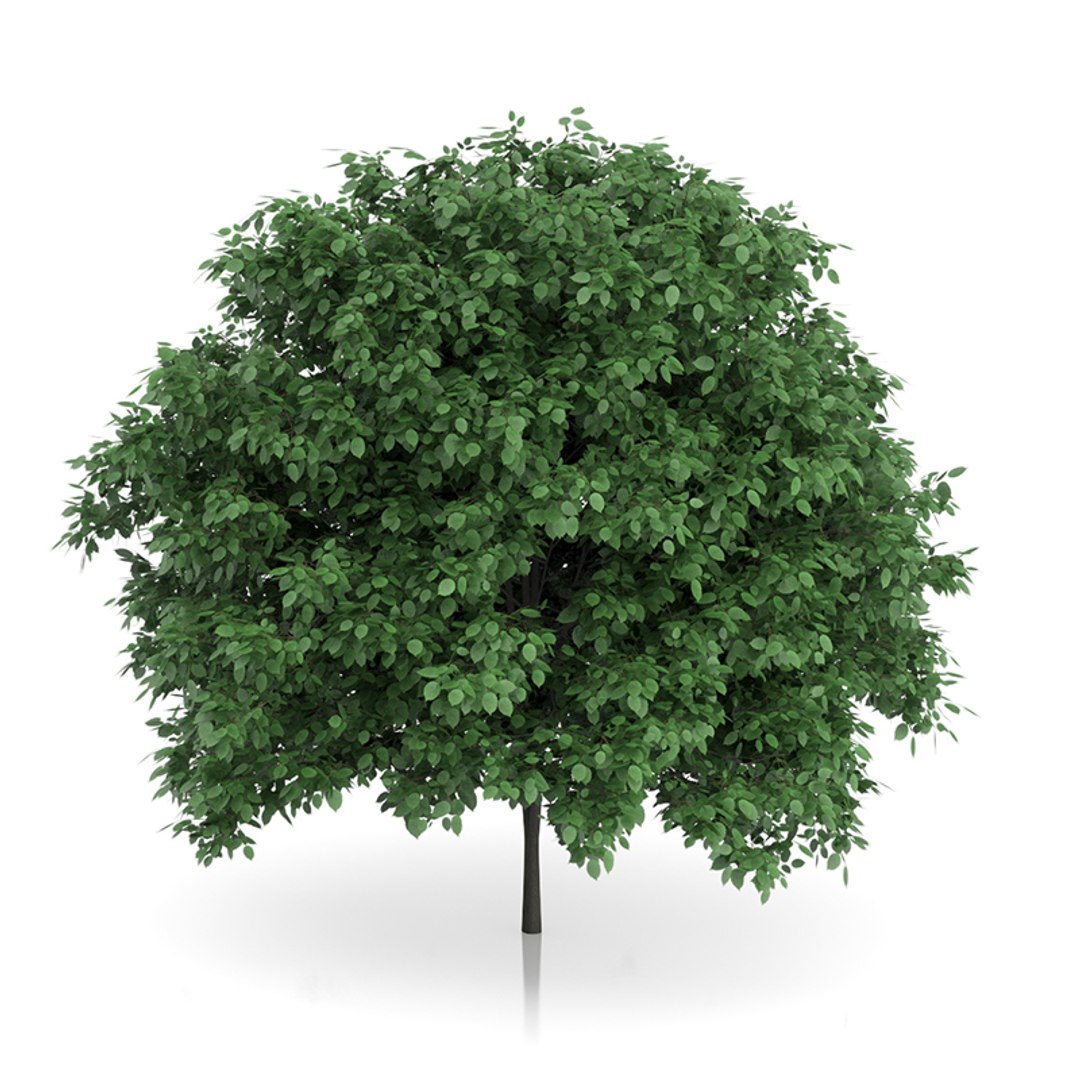 3ds max common hornbeam carpinus betulus