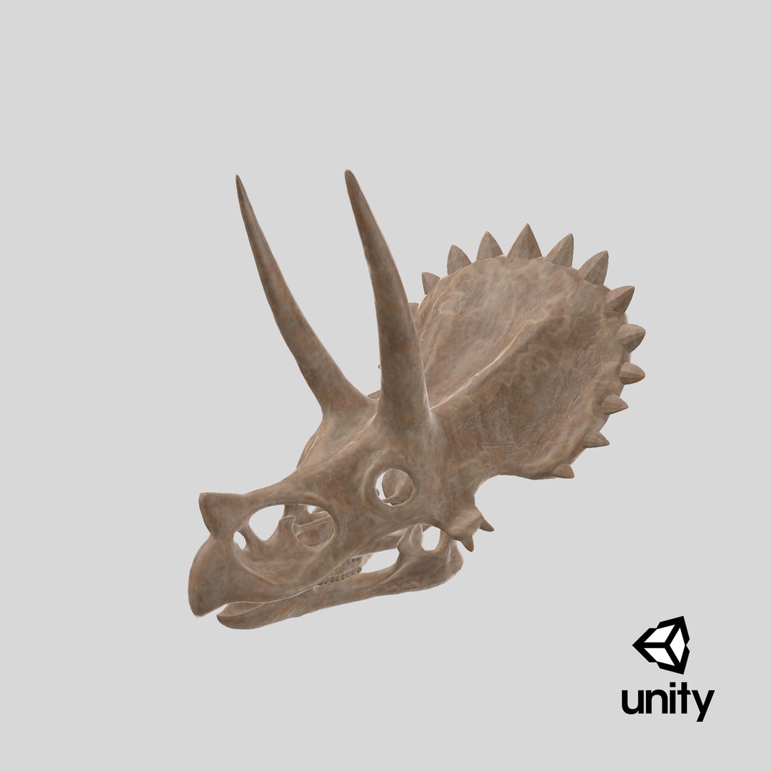 3D Triceratops Skull Fossil - TurboSquid 1505259