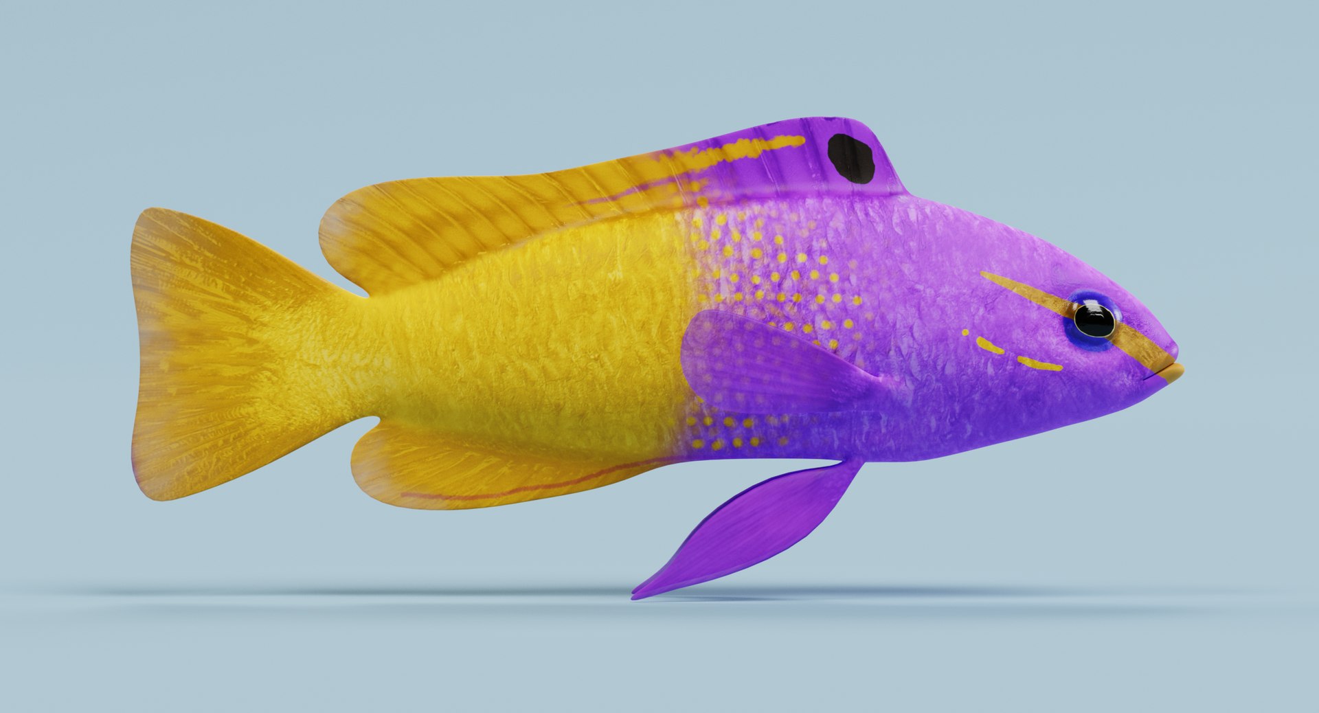 Fairy Basslet 3D - TurboSquid 1251126