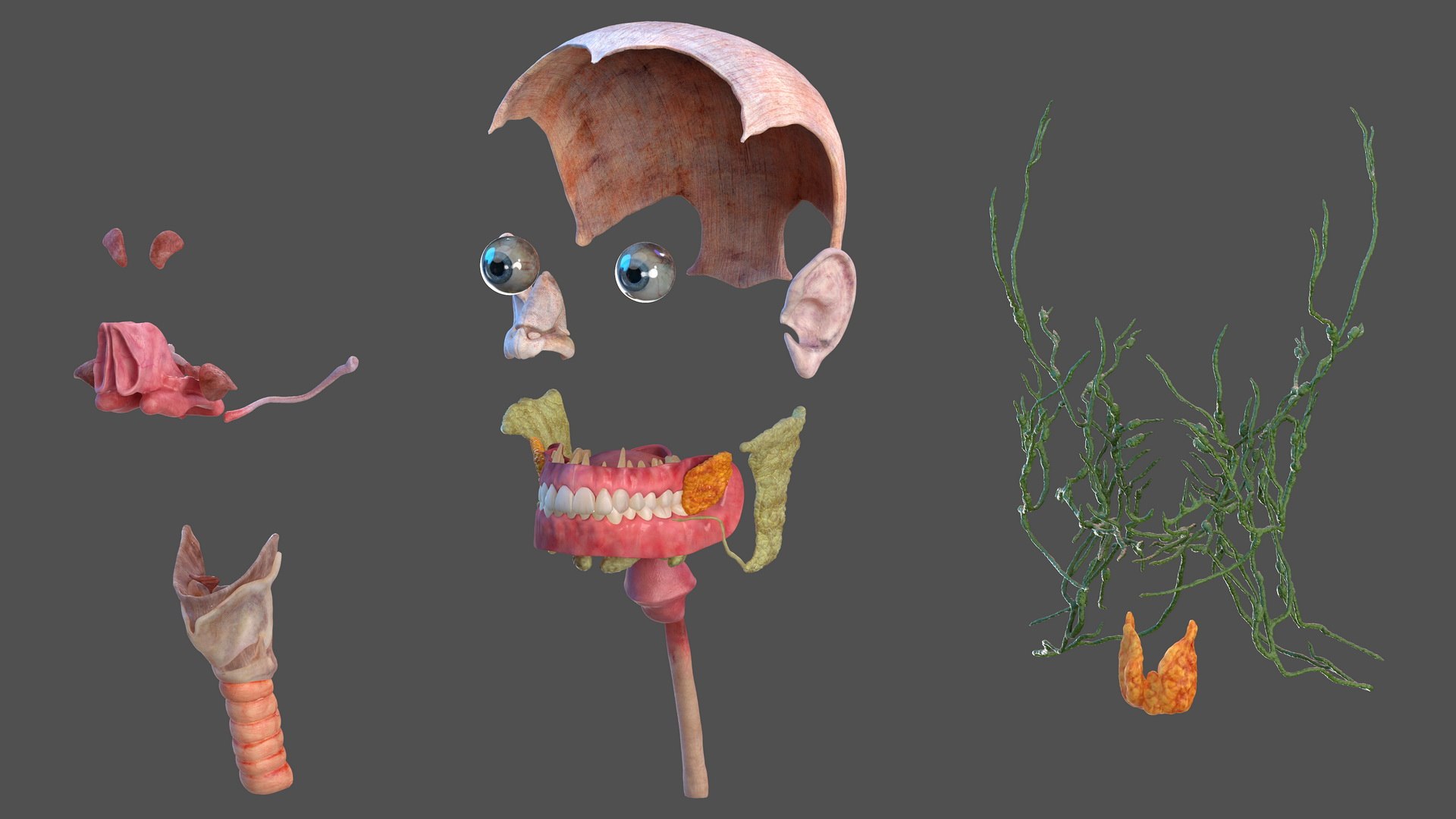 Anatomical male head neck model - TurboSquid 1467452