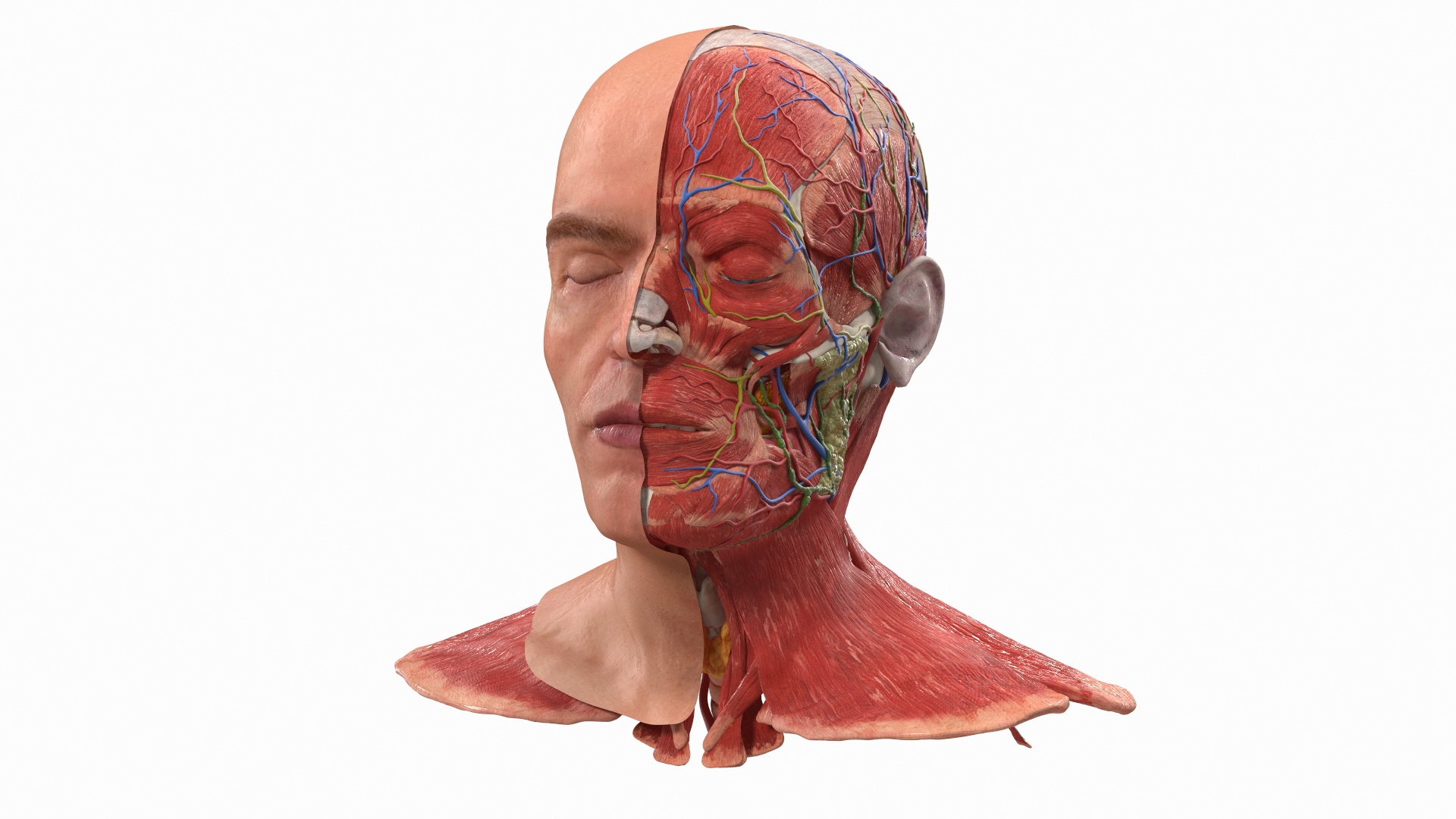 Skinless Face Anatomy