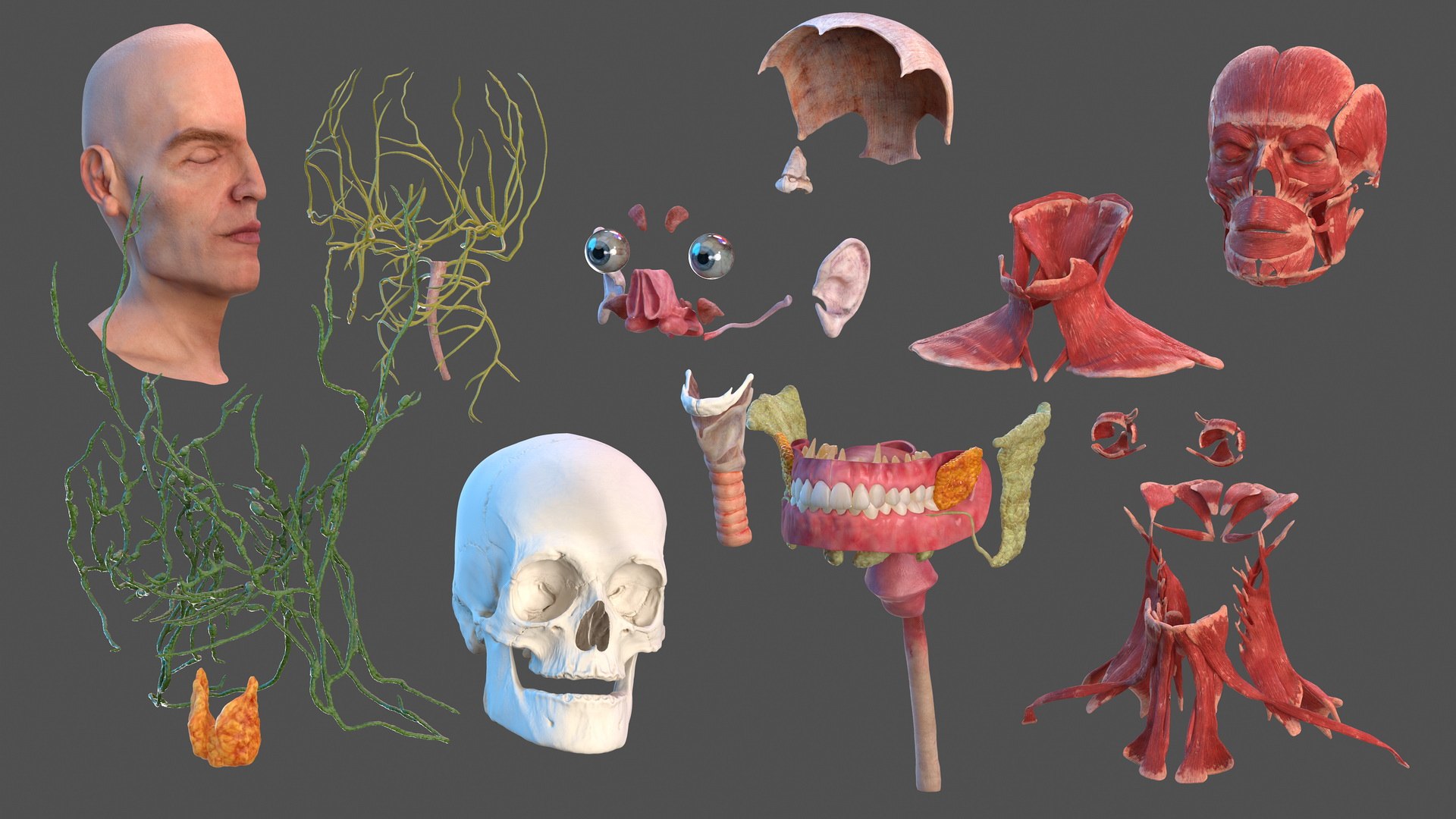 Anatomical male head neck model - TurboSquid 1467452