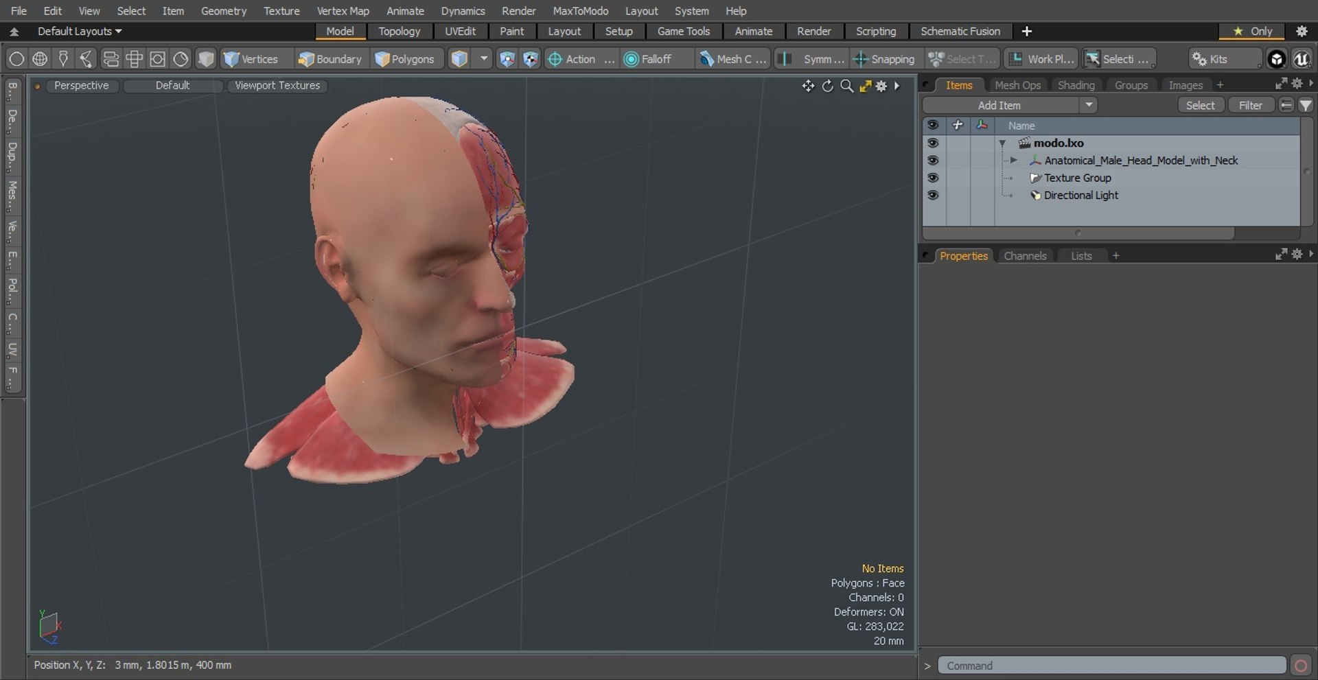 Anatomical male head neck model - TurboSquid 1467452