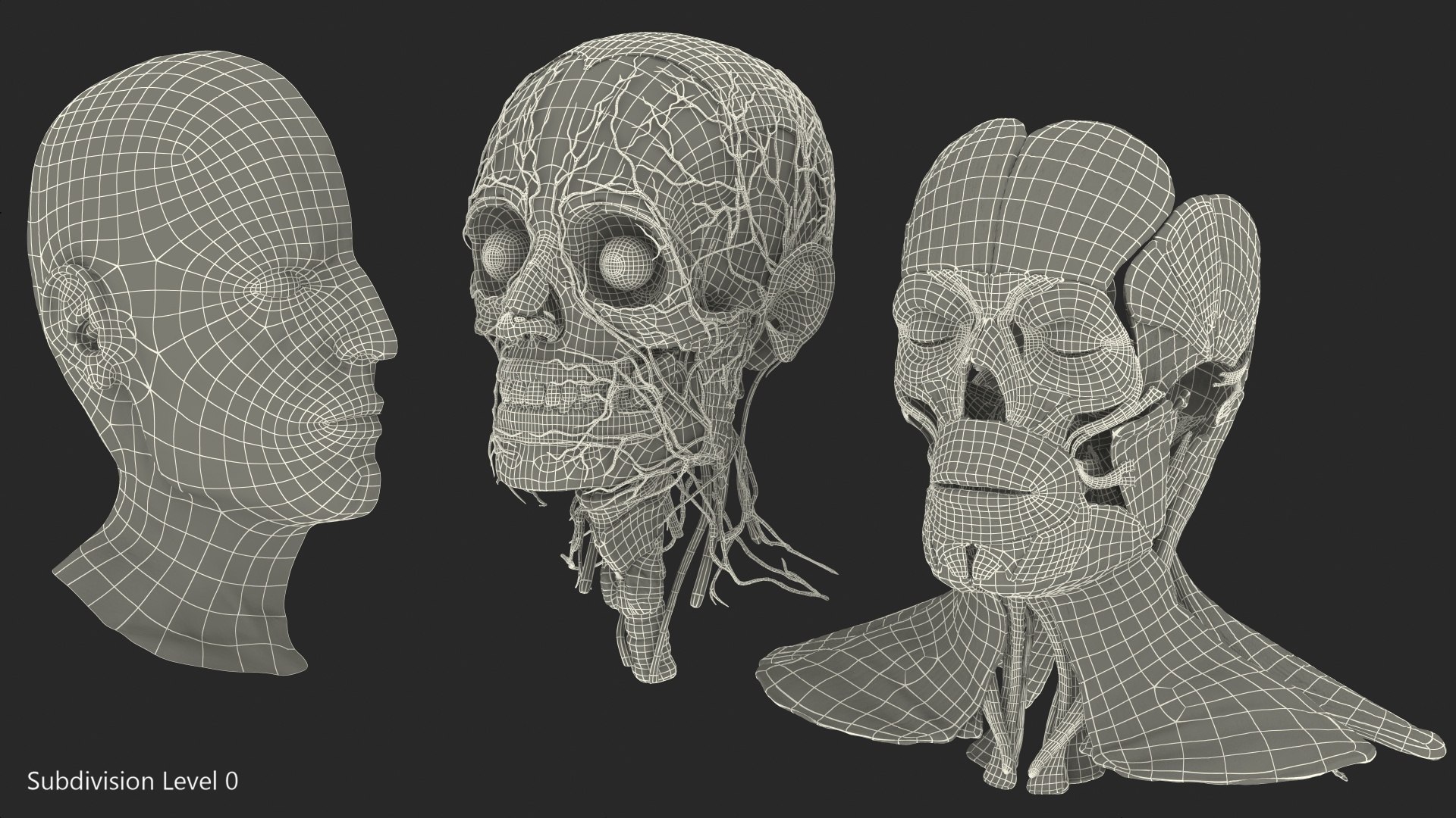 Anatomical male head neck model - TurboSquid 1467452