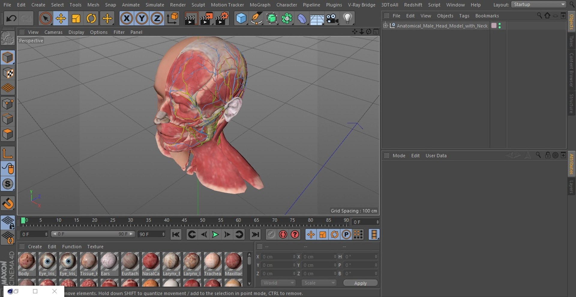 Anatomical male head neck model - TurboSquid 1467452