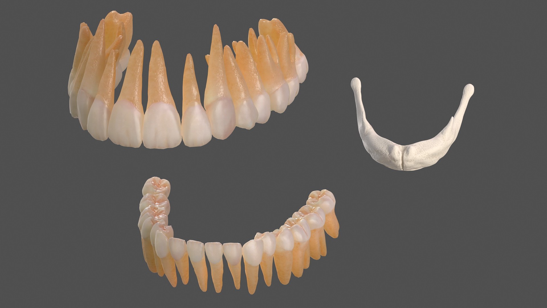 Anatomical male head neck model - TurboSquid 1467452