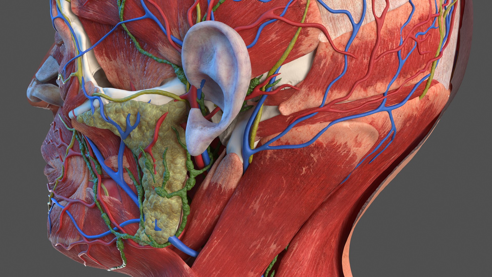 Anatomical male head neck model - TurboSquid 1467452
