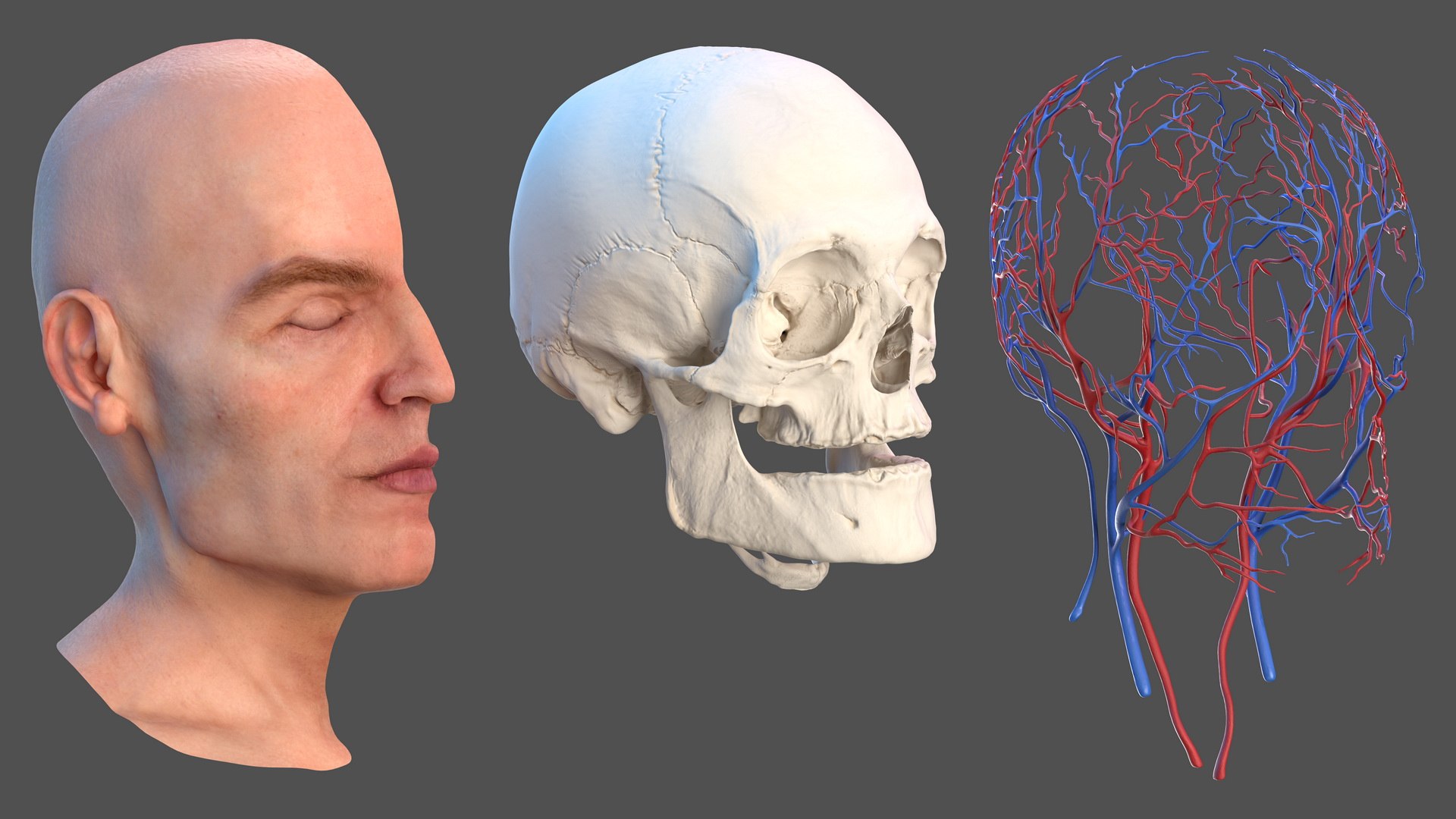 Anatomical male head neck model - TurboSquid 1467452