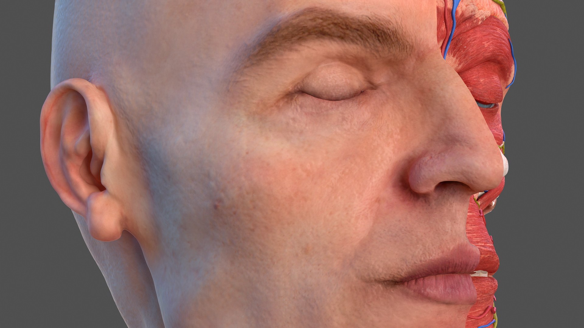 Anatomical male head neck model - TurboSquid 1467452