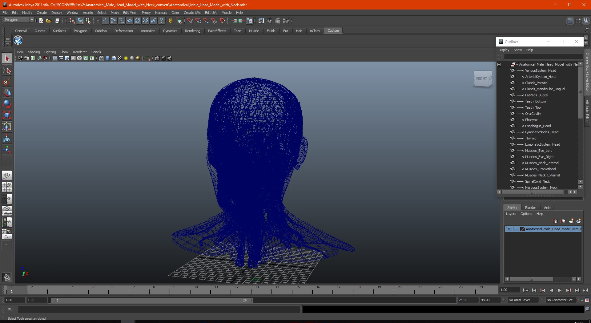 Anatomical male head neck model - TurboSquid 1467452