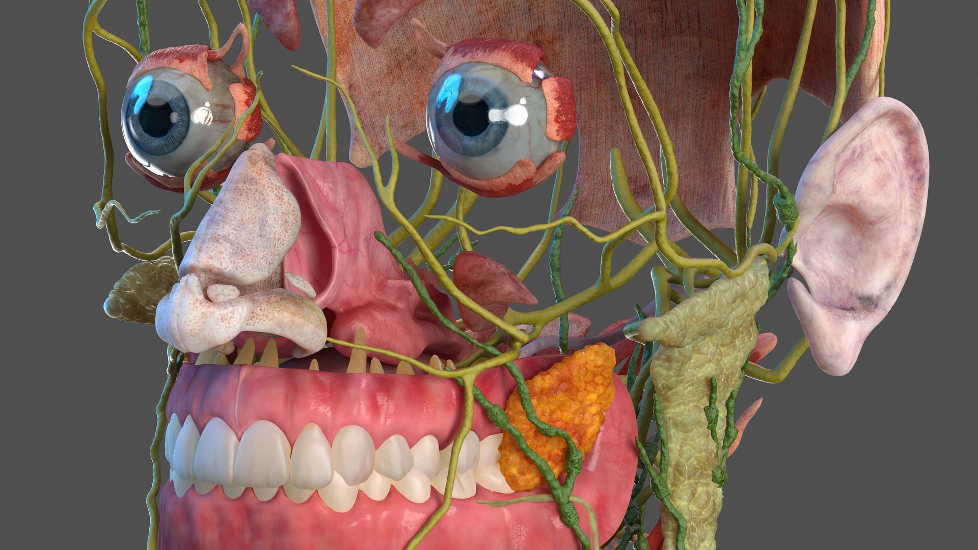 Anatomical male head neck model - TurboSquid 1467452