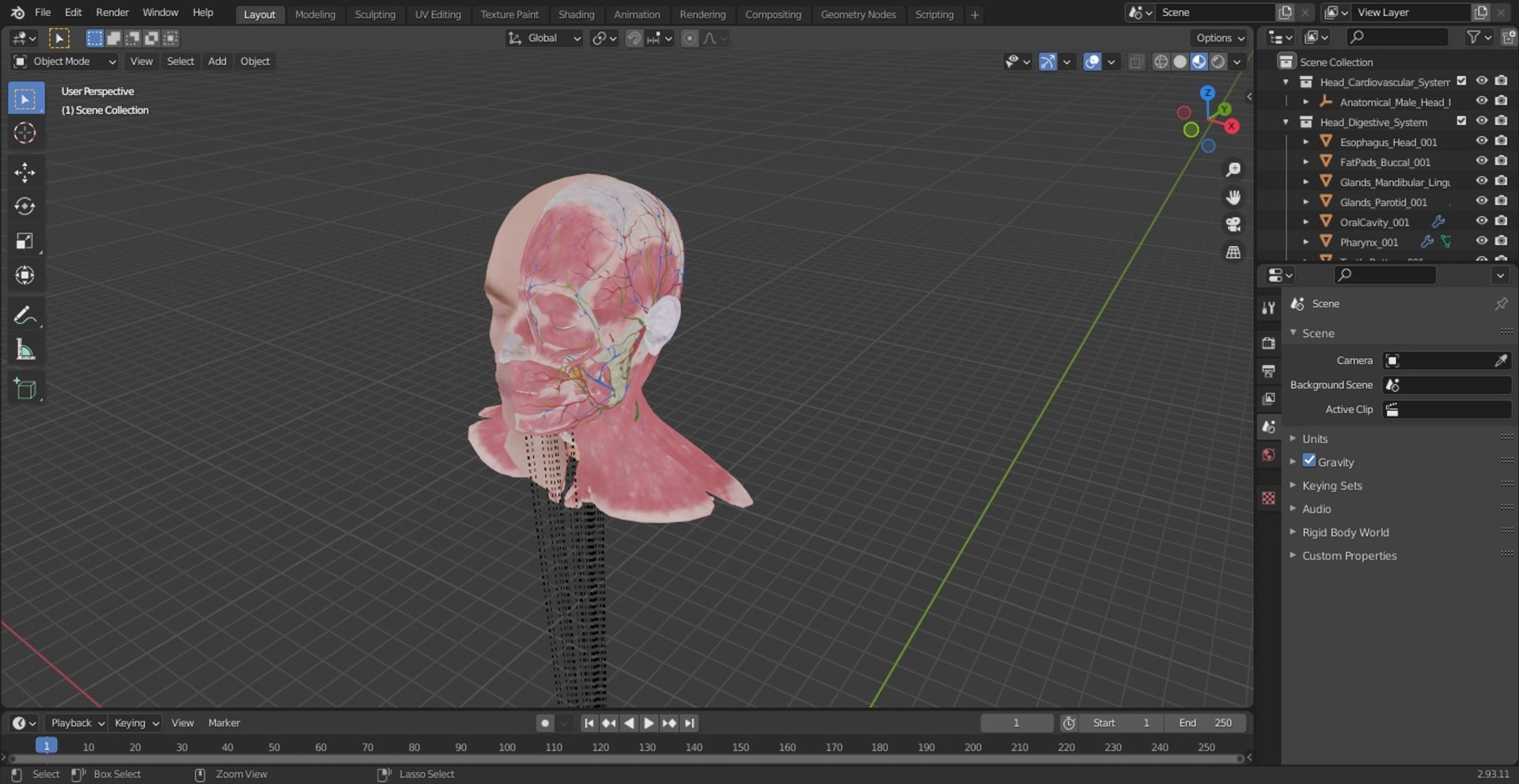 Anatomical male head neck model - TurboSquid 1467452