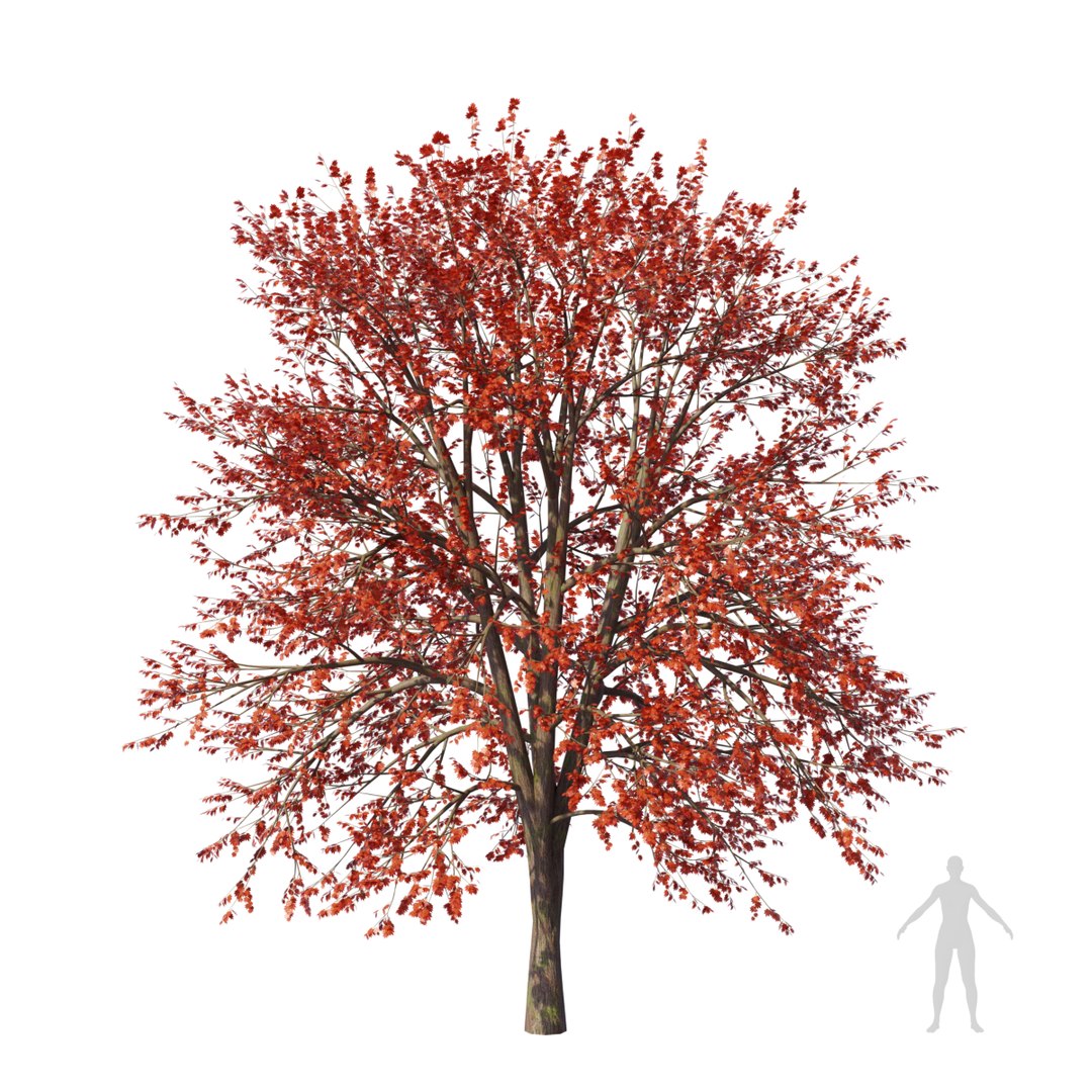 3D Maple Tree Set 01 Model - TurboSquid 2378523