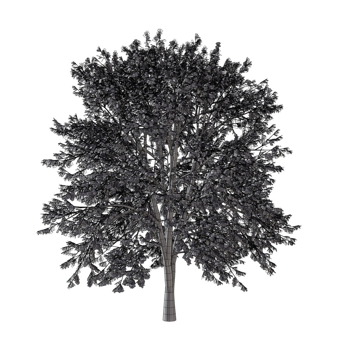3D Maple Tree Set 01 Model - TurboSquid 2378523