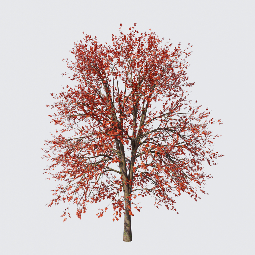 3D Maple Tree Set 01 Model - TurboSquid 2378523