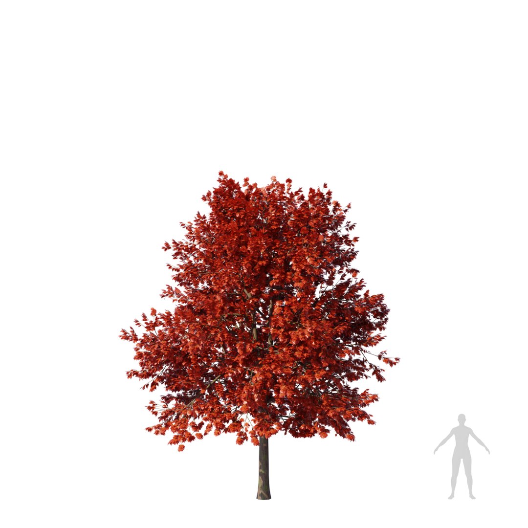 3D Maple Tree Set 01 Model - TurboSquid 2378523
