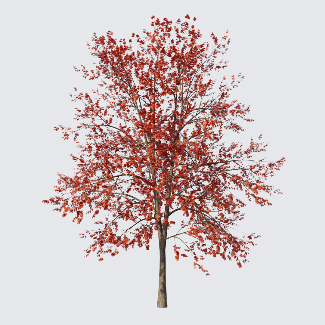 3D Maple Tree Set 01 Model - TurboSquid 2378523