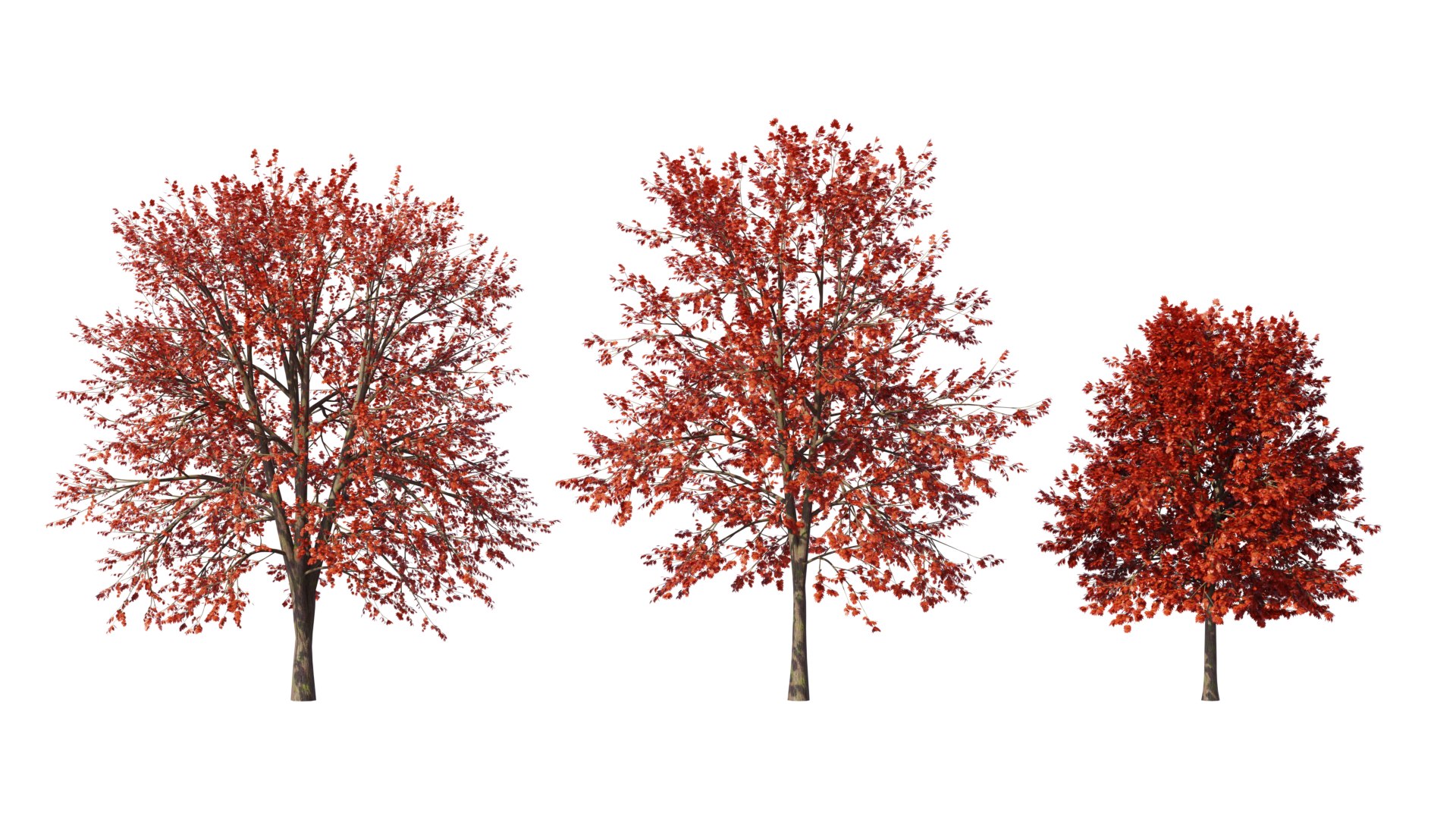 3D Maple Tree Set 01 Model - TurboSquid 2378523