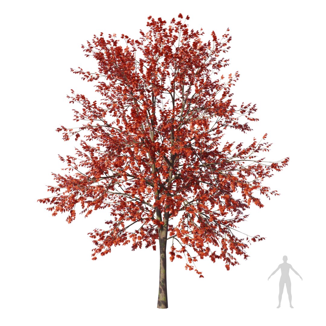 3D Maple Tree Set 01 Model - TurboSquid 2378523