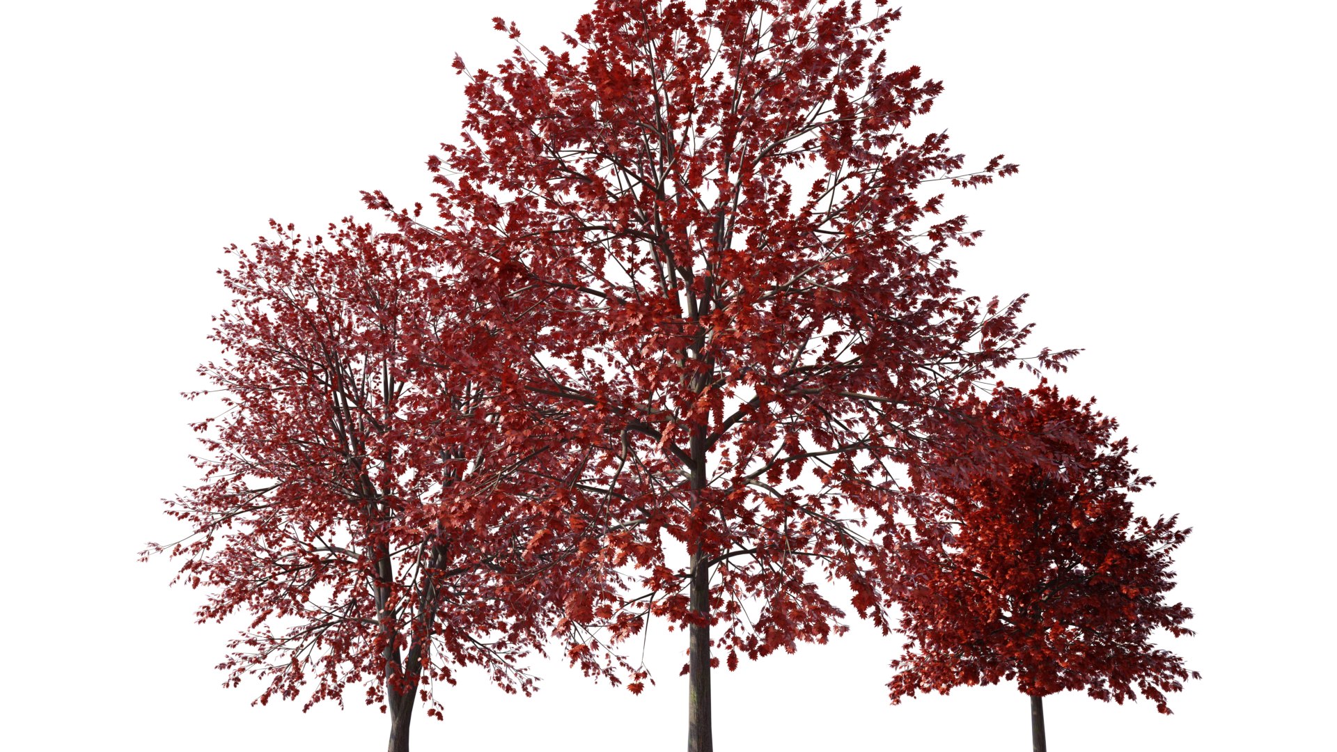 3D Maple Tree Set 01 Model - TurboSquid 2378523