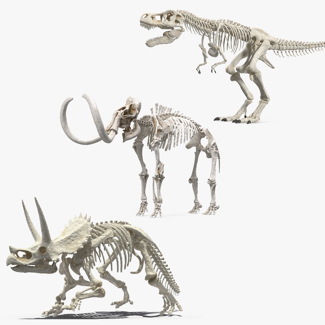 protoceratops skeleton 3d