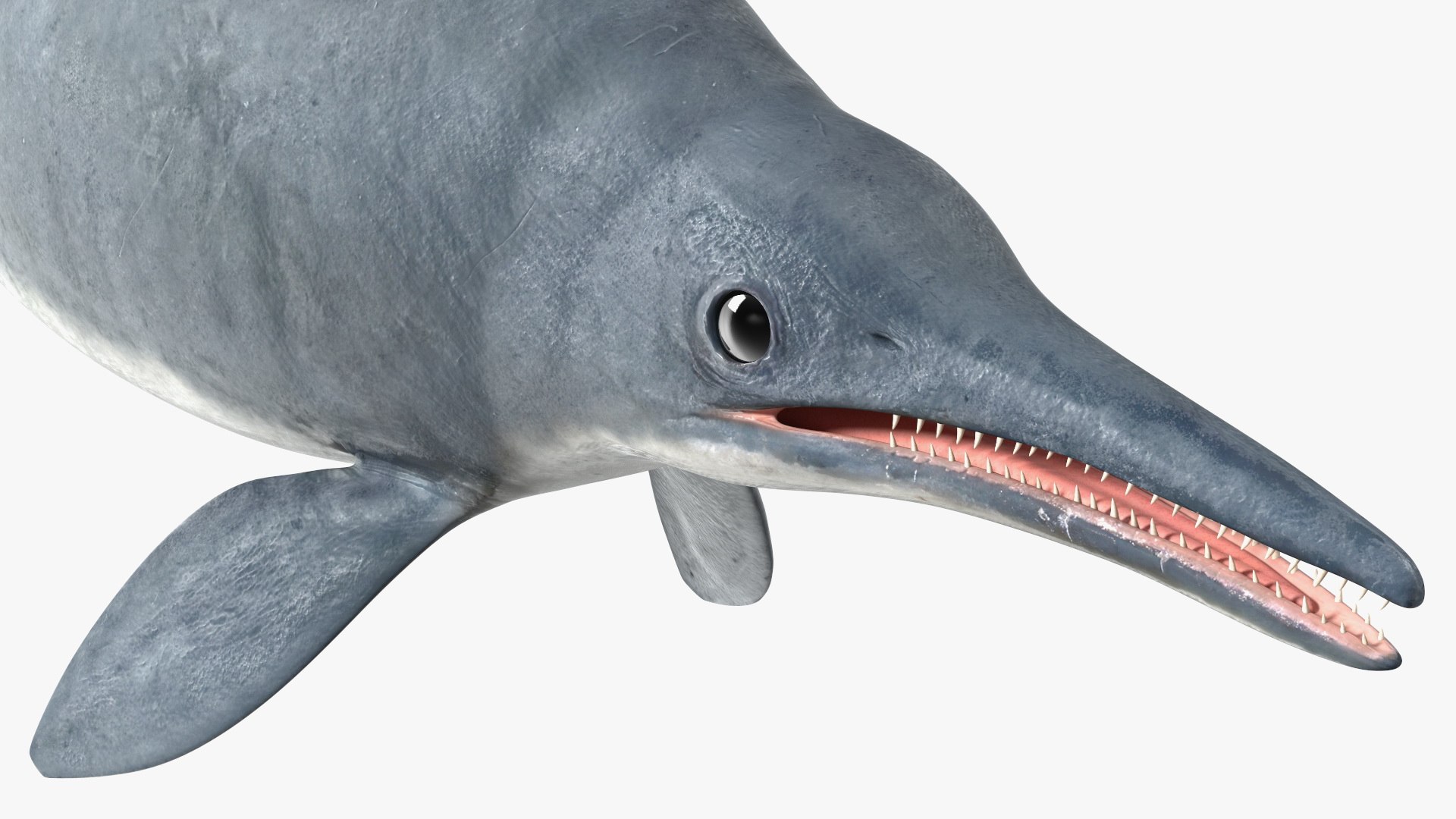 Ichthyosaur Rigged For Maya 3D Model - TurboSquid 2095497