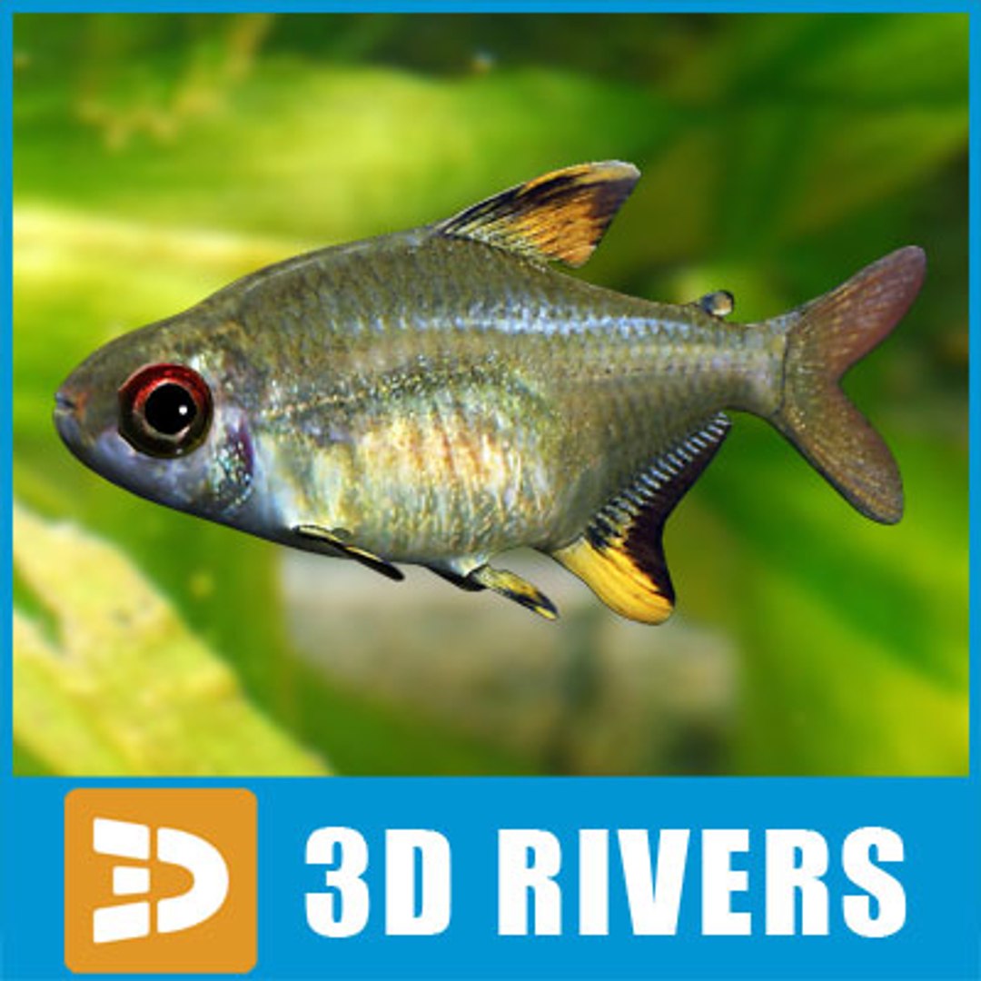 Lemon Tetra Fish 3d Model