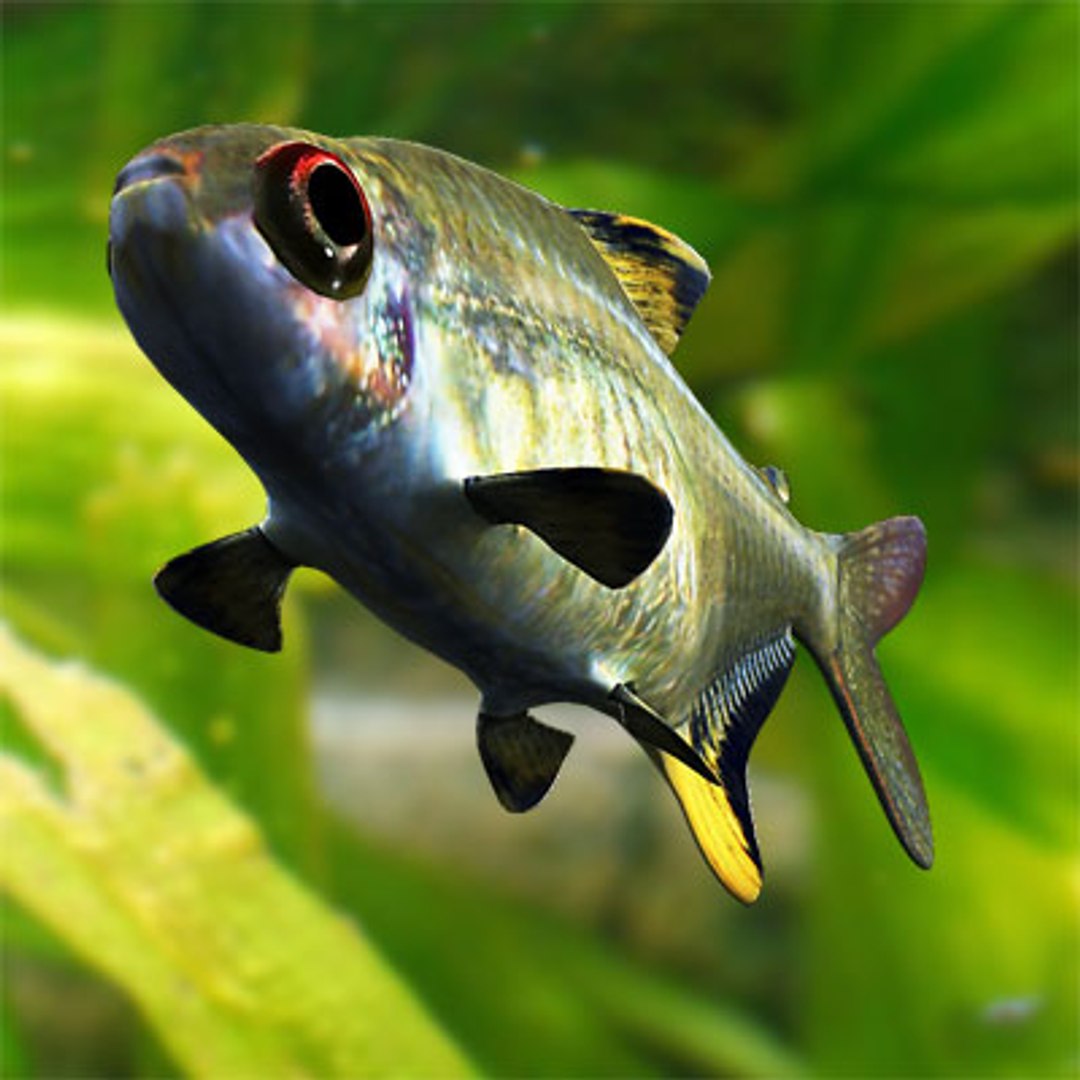 Lemon Tetra Fish 3d Model