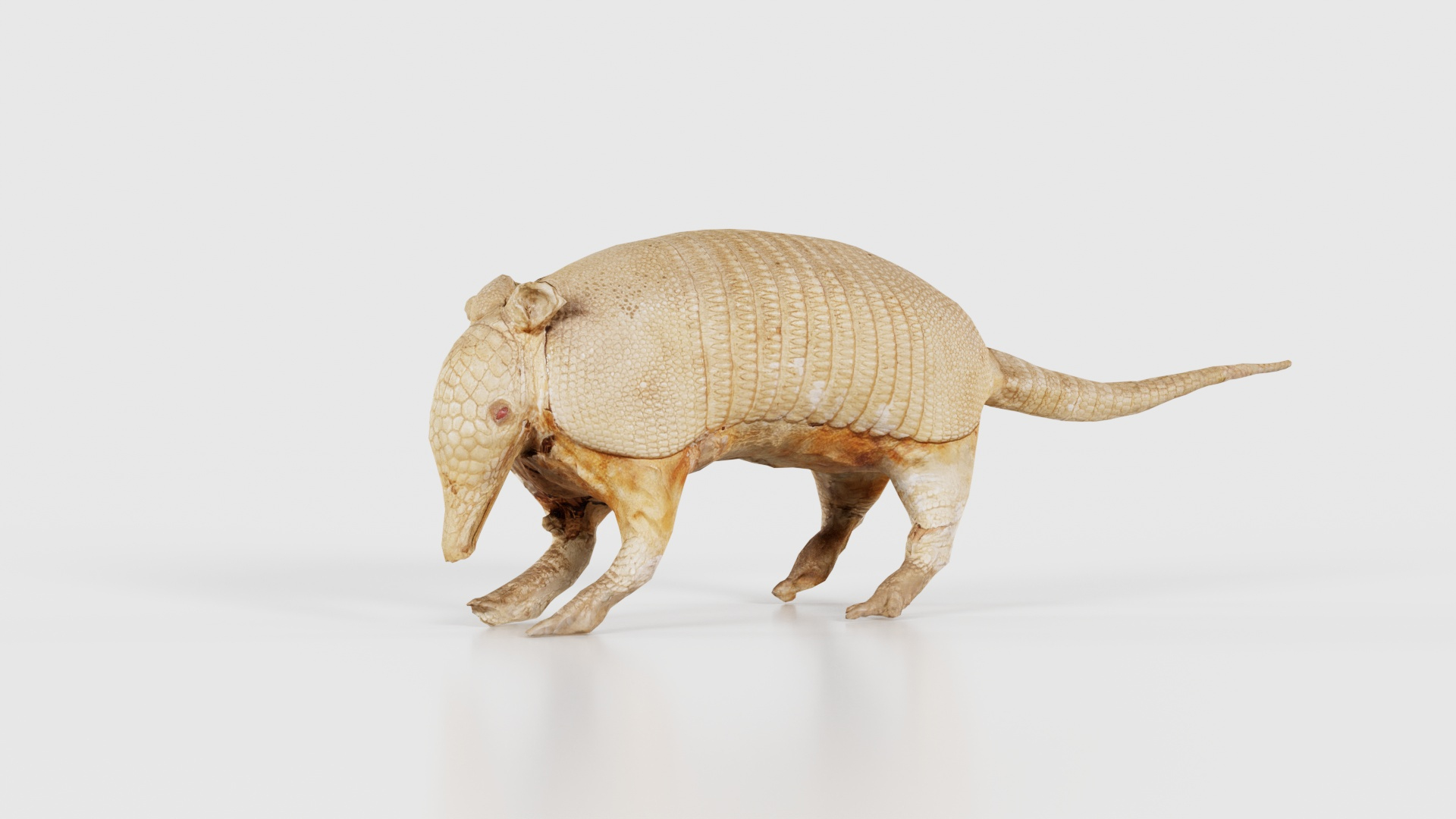 Armadillo Cingulata Xenarthra Remastered 3D - TurboSquid 2359792