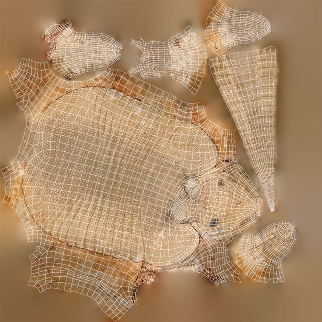 Armadillo Cingulata Xenarthra Remastered 3D - TurboSquid 2359792