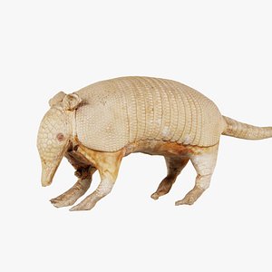3D Animal Armadillo Models - Browse & Download Formats - TurboSquid