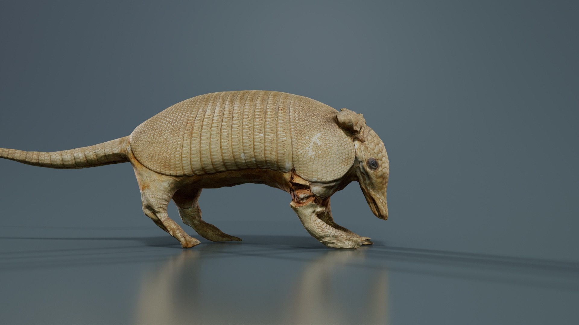 Armadillo Cingulata Xenarthra Remastered 3D - TurboSquid 2359792