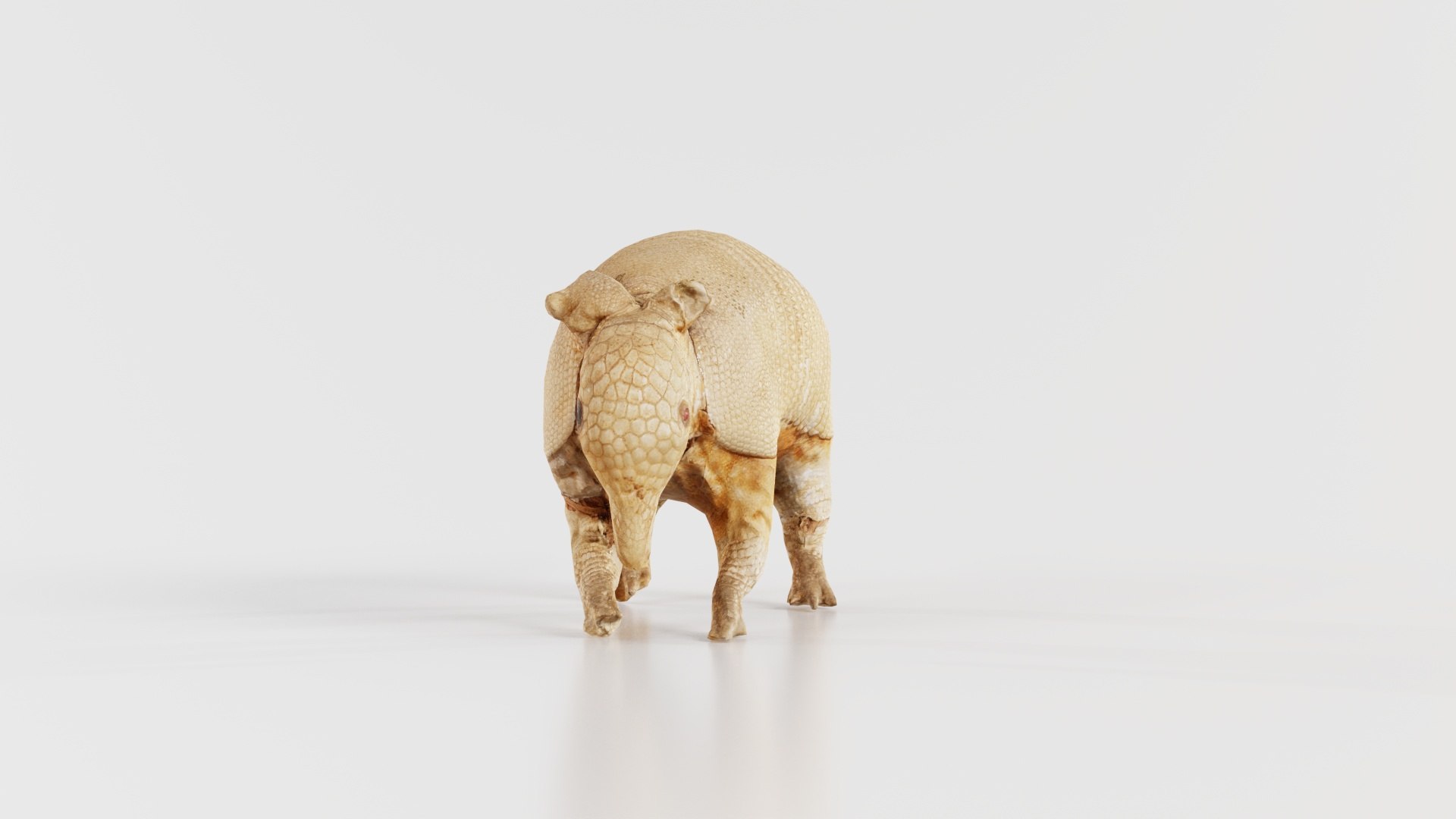 Armadillo Cingulata Xenarthra Remastered 3D - TurboSquid 2359792