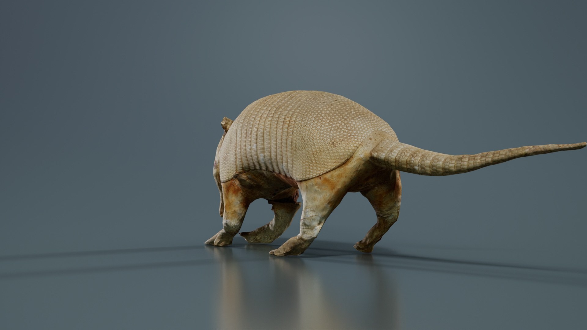 Armadillo Cingulata Xenarthra Remastered 3D - TurboSquid 2359792