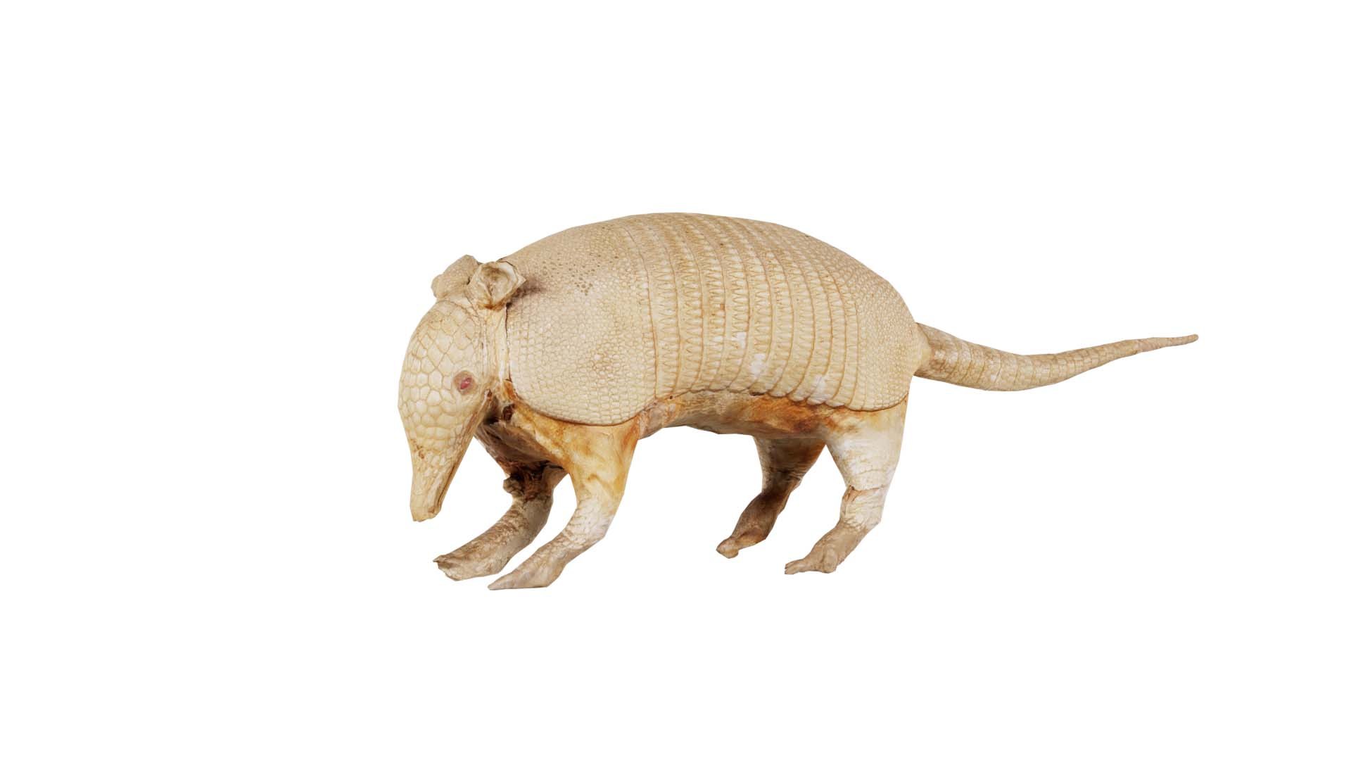 Armadillo Cingulata Xenarthra Remastered 3D - TurboSquid 2359792