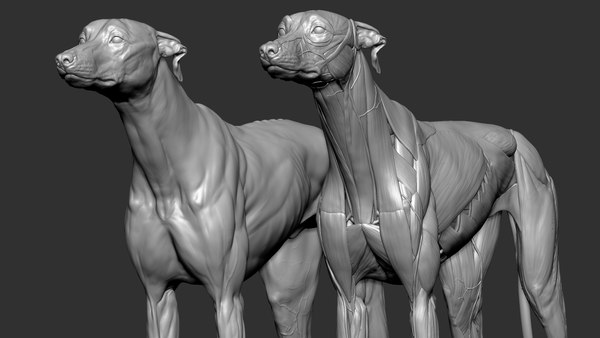 Dog muscles anatomy model - TurboSquid 1651540