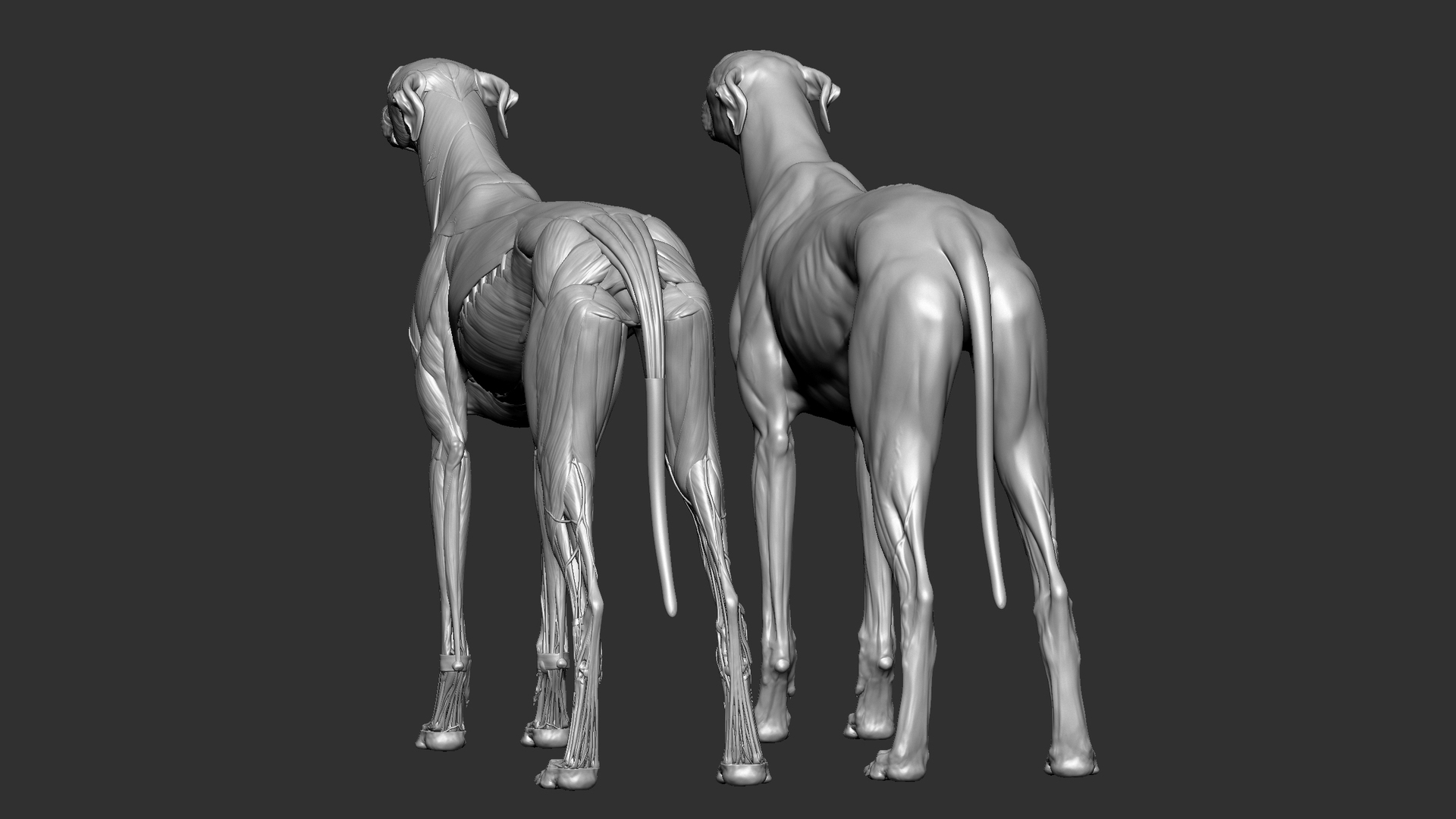 3D модель Анатомия собаки Canine Ecorche - TurboSquid 1651540