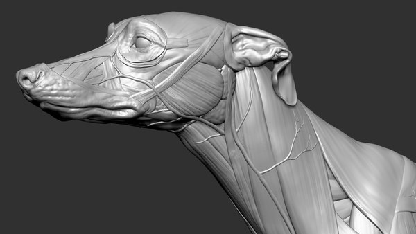 Dog muscles anatomy model - TurboSquid 1651540