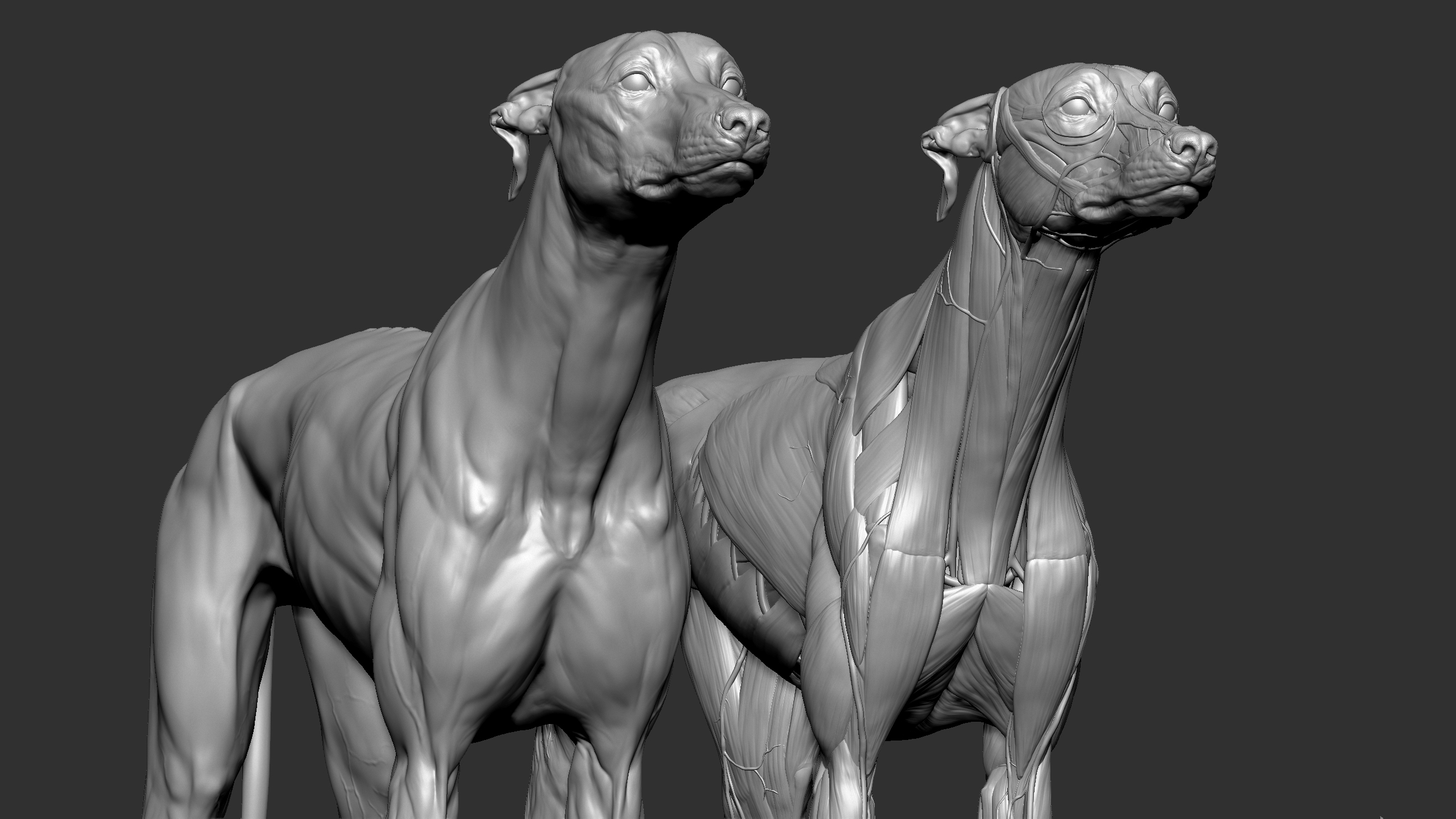 3D модель Анатомия собаки Canine Ecorche - TurboSquid 1651540
