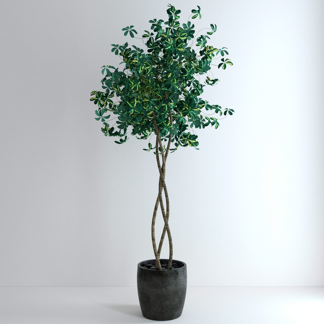 Realistic Schefflera Plant Tree Max
