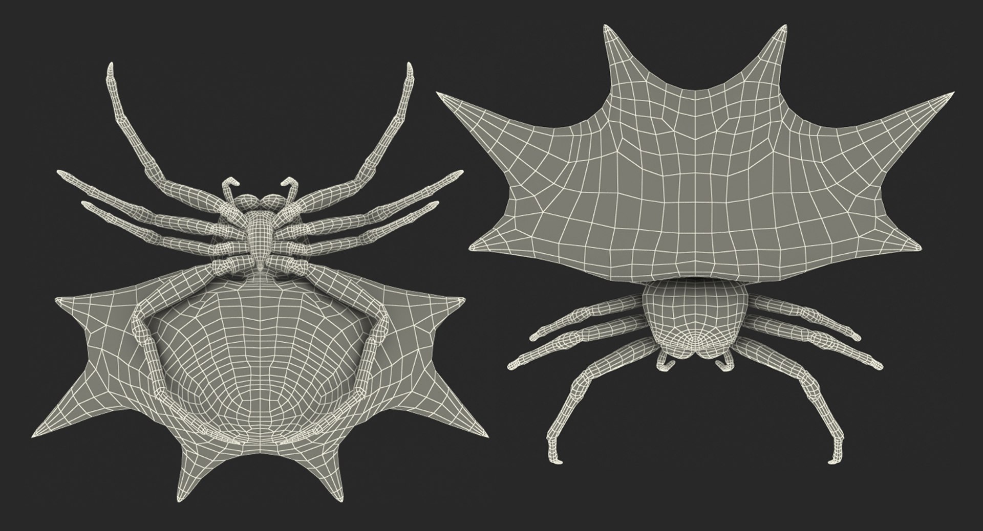 Spiny Orb Weaver Spider Model - TurboSquid 1216229