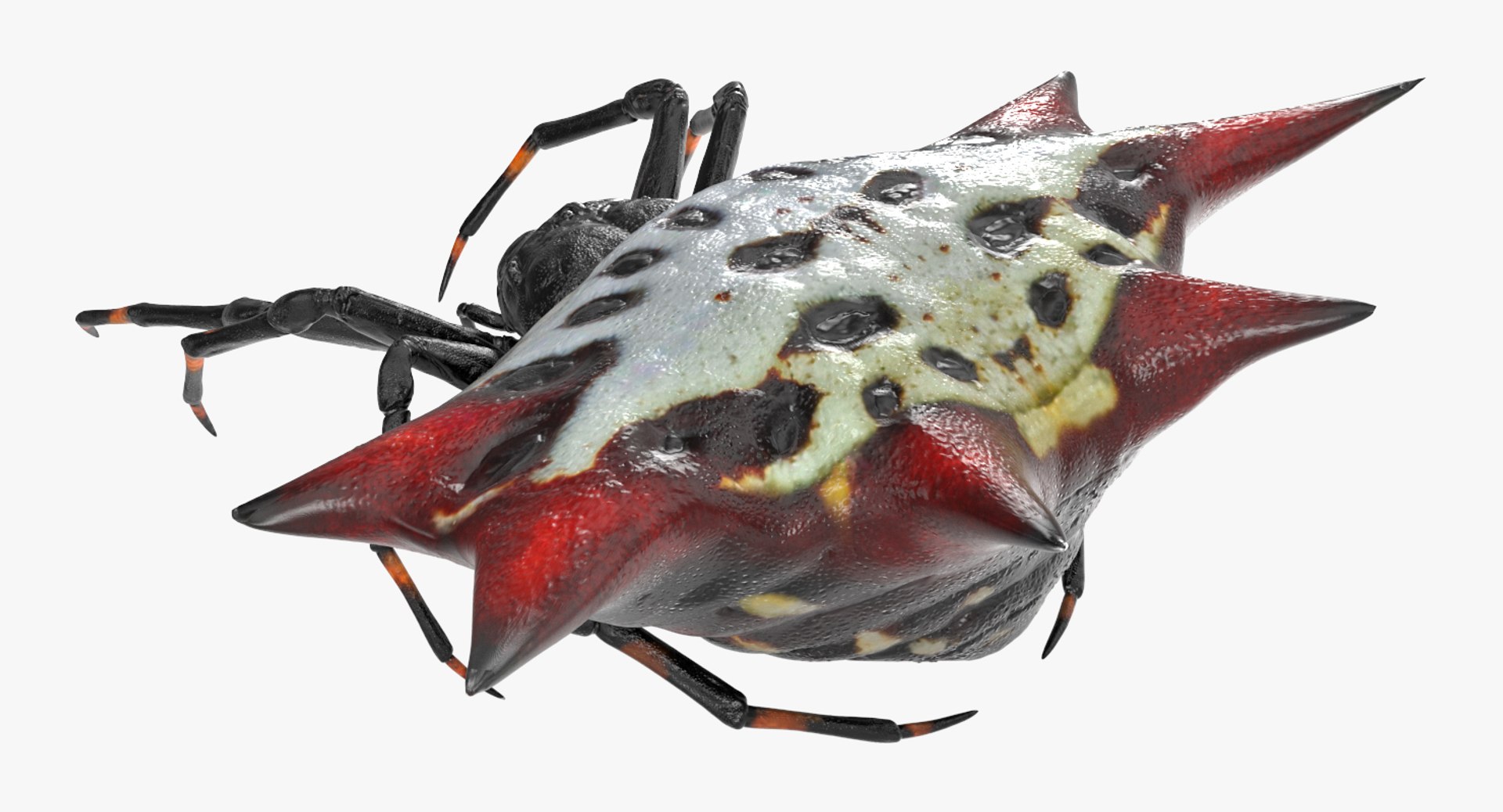 Spiny orb weaver spider model - TurboSquid 1216229