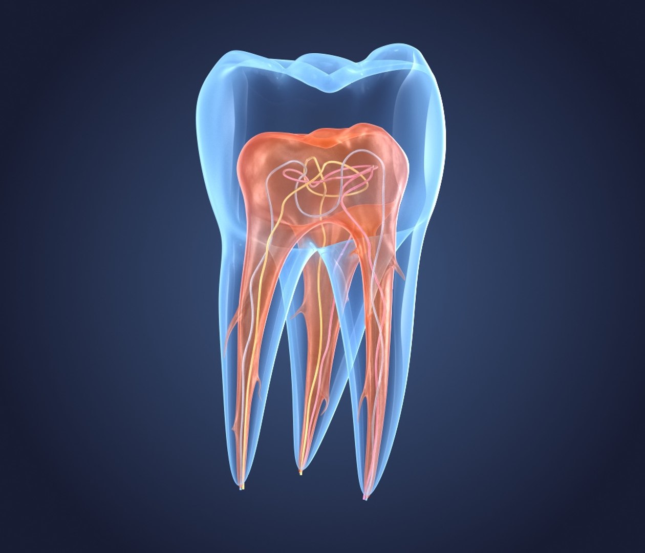 Transparent Teeth Endodontics Inner 3D Model - TurboSquid 1255161