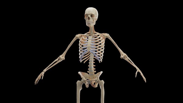 modelo 3d Cuerpo masculino esqueleto y músculos estáticos - TurboSquid ...