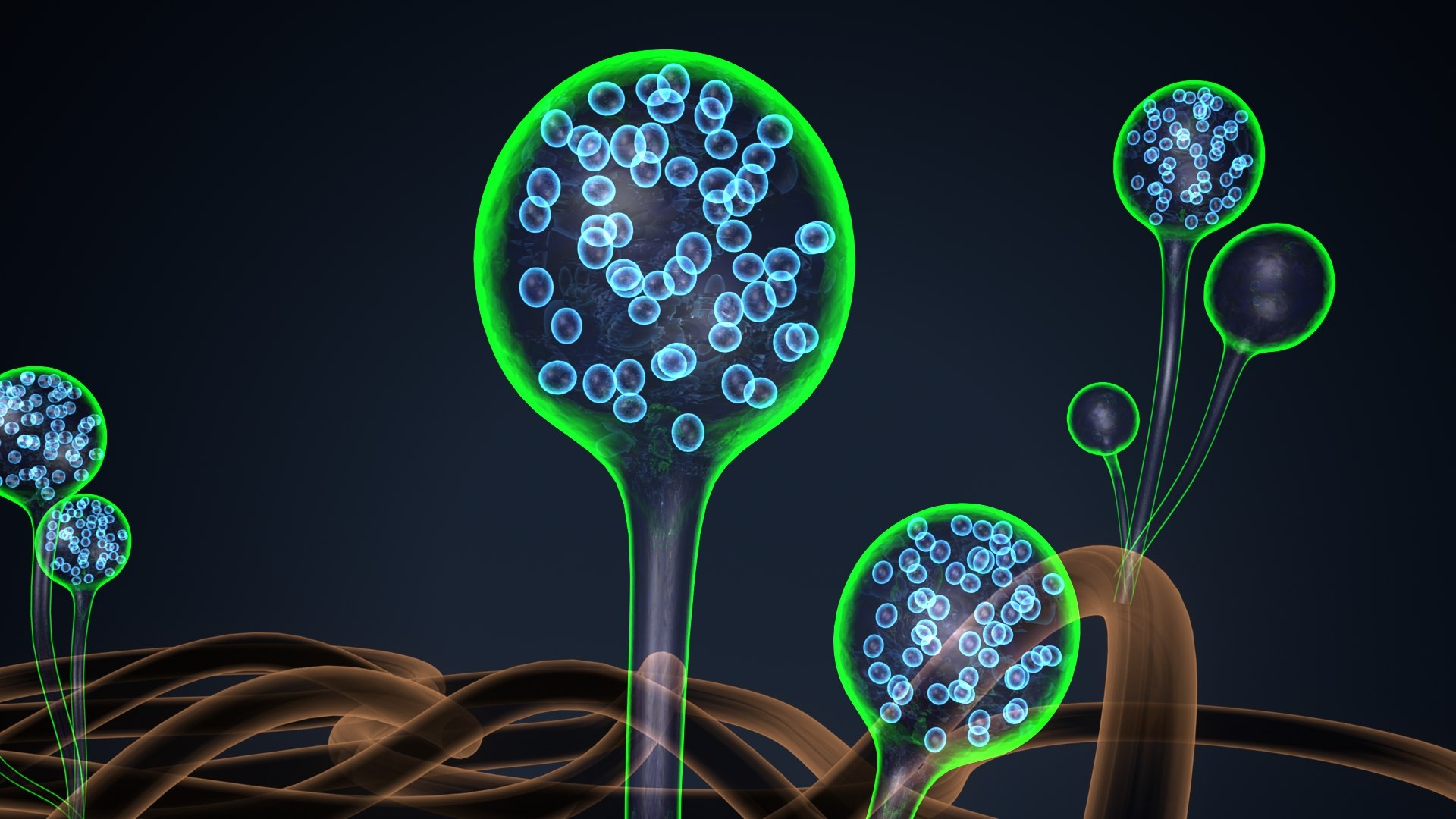 Mucor Model - TurboSquid 1823320