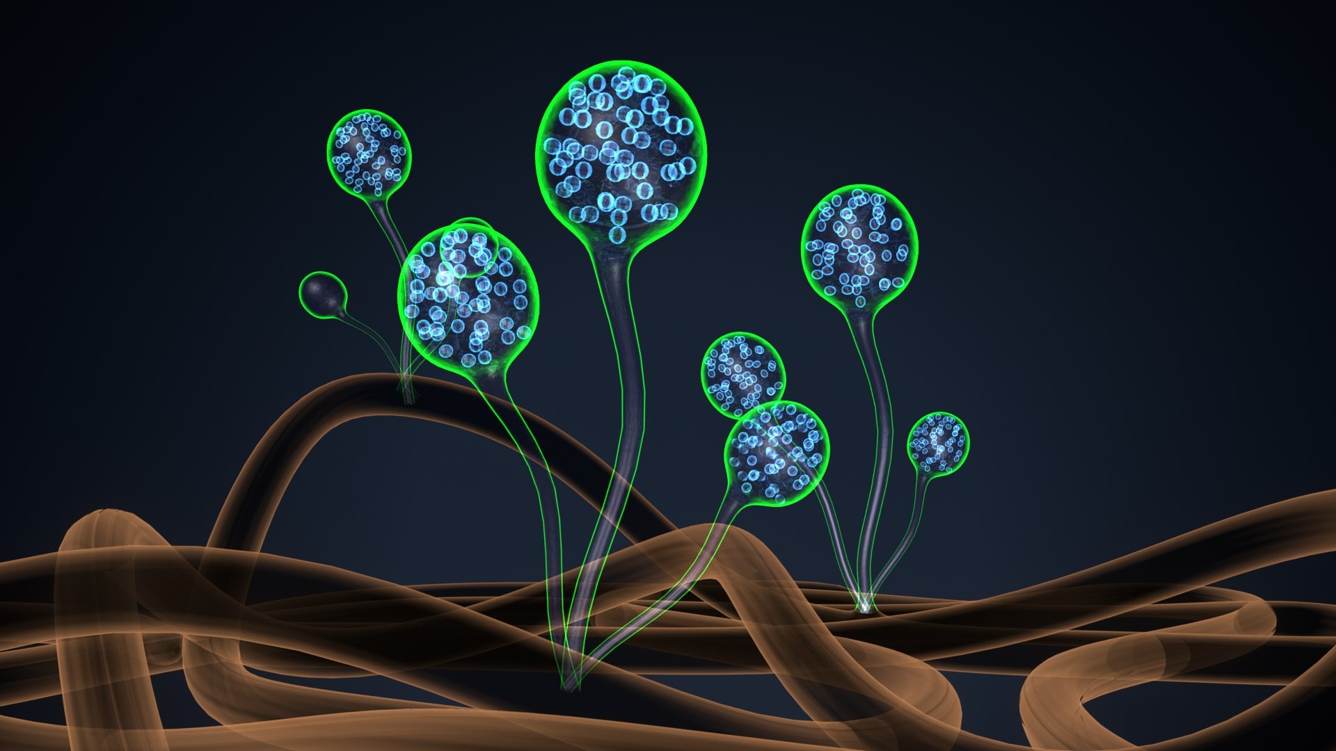 Mucor Model - TurboSquid 1823320