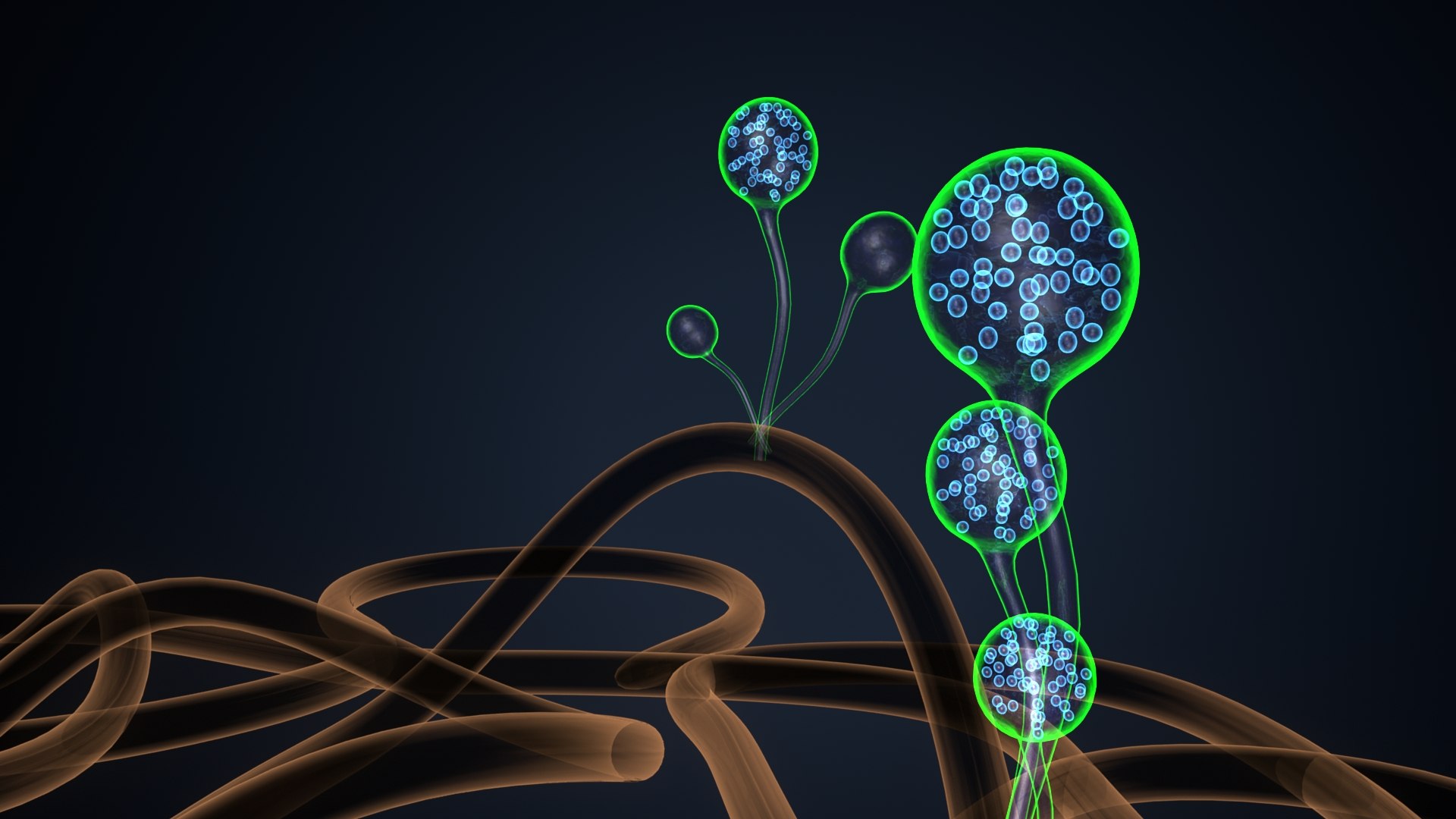 Mucor Model - TurboSquid 1823320