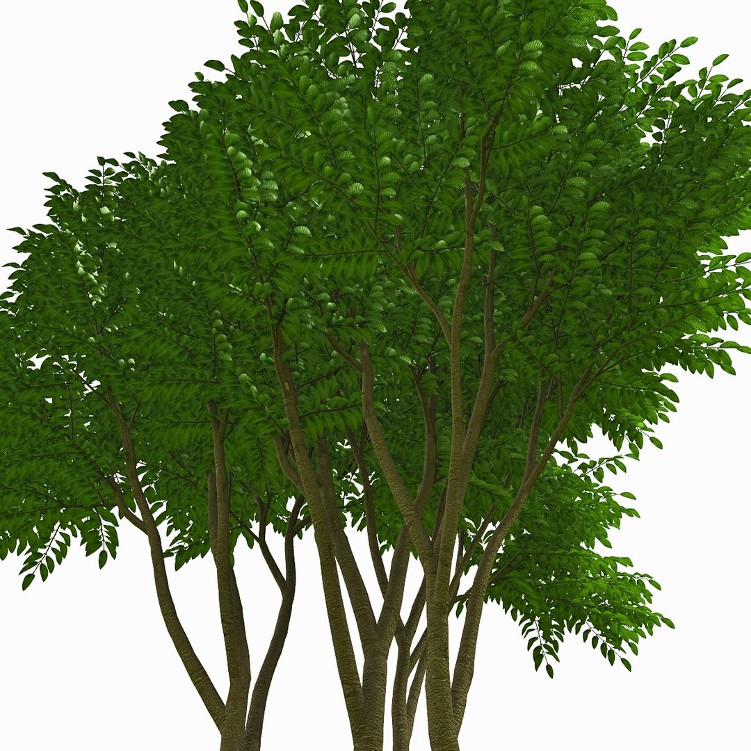 3d Tree Environment